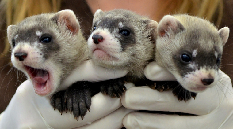 Saving the ferrets, pharmacists get shots, the dark side of pulse ox ...